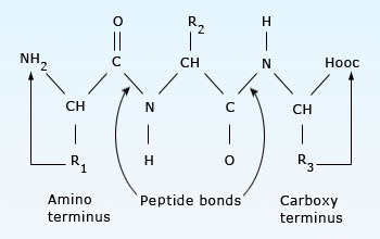peptide